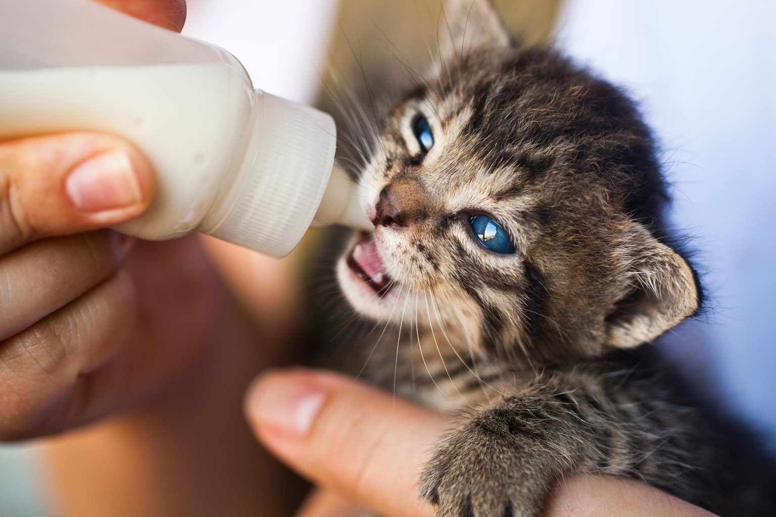 A Veterinarian's Ultimate Guide to Neonatal and Orphaned Kitten Care ...